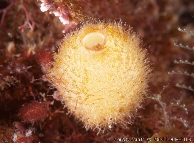 Sycon raphanus | DORIS