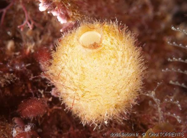 Sycon raphanus | DORIS