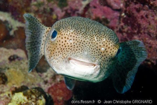 Diodon hystrix | DORIS