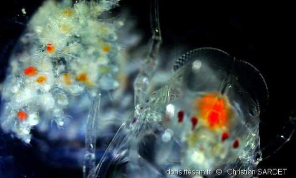 Phronima sedentaria | DORIS