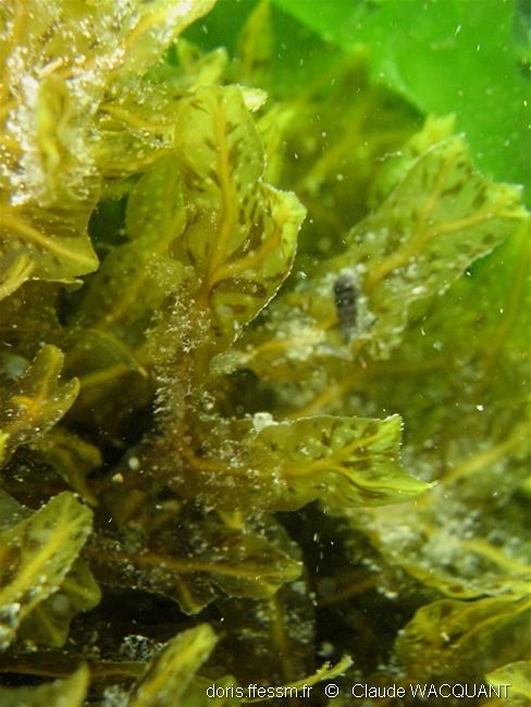 Dictyopteris polypodioides | DORIS