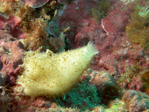 Sycon raphanus | DORIS