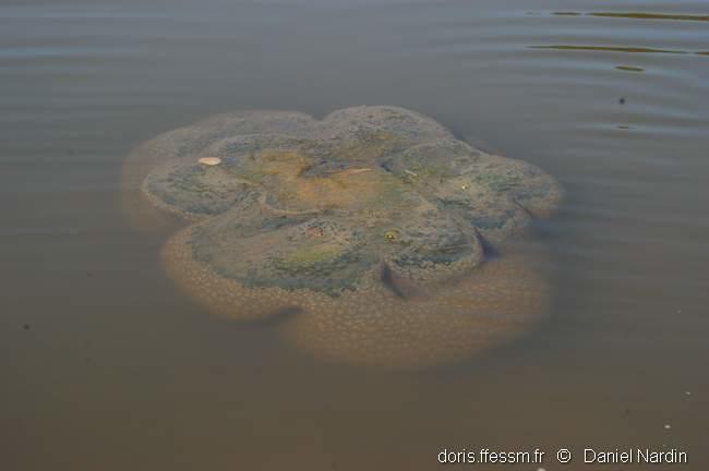 Pectinatella magnifica | DORIS