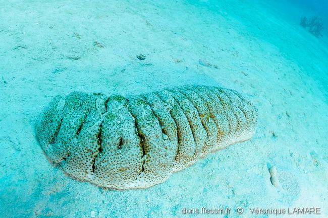 Holothuria (Microthele) fuscopunctata | DORIS