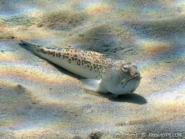 Trachinus radiatus | DORIS