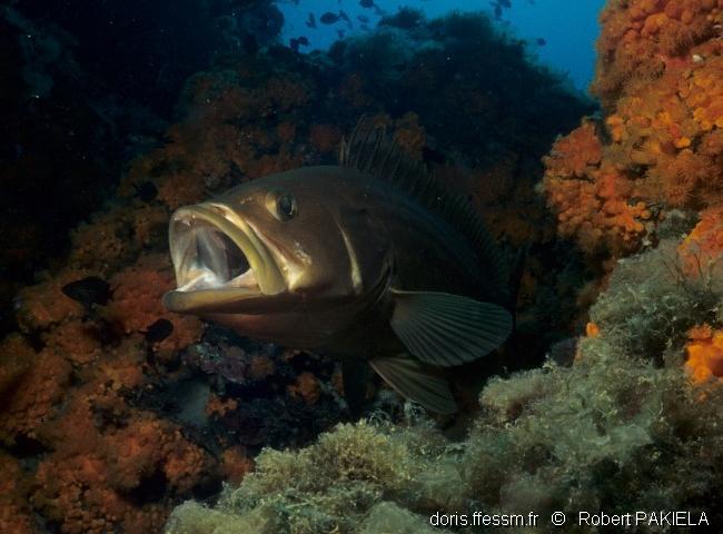 Mycteroperca rubra | DORIS