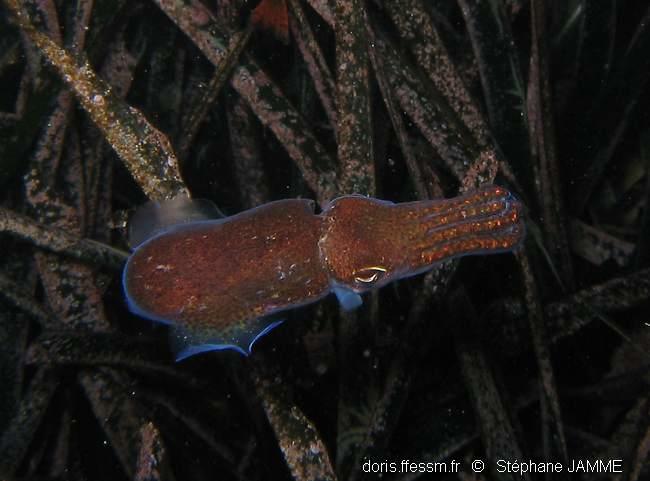 Sepiola rondeletii | DORIS