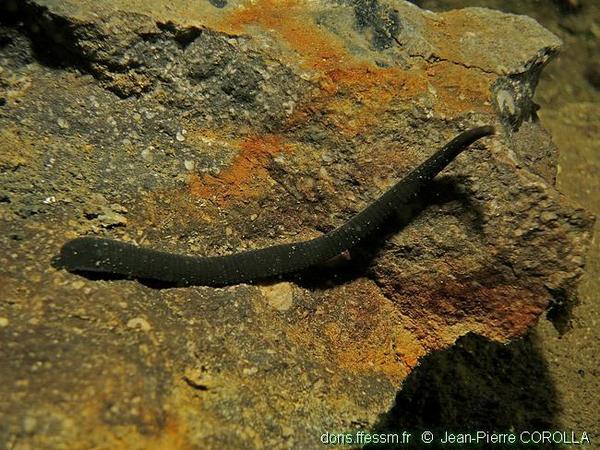 Haemopis sanguisuga | DORIS