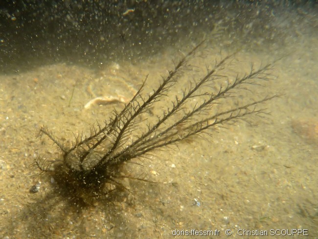 Halecium halecinum | DORIS