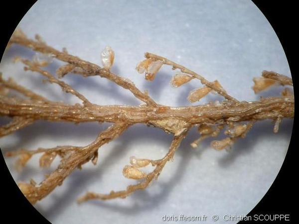 Halecium halecinum | DORIS