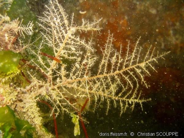 Halecium halecinum | DORIS