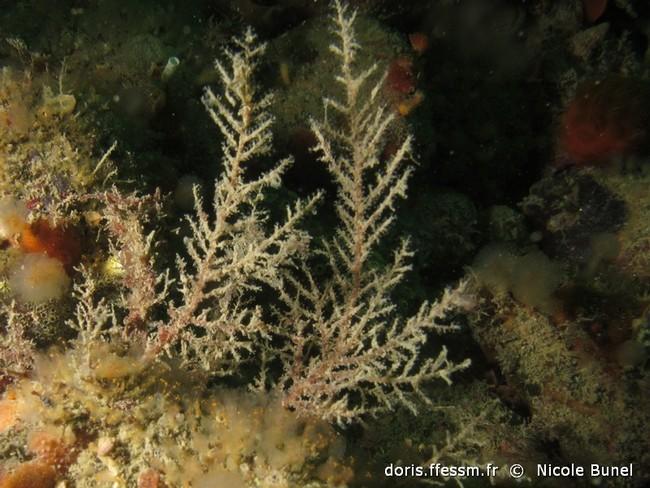 Halecium halecinum | DORIS