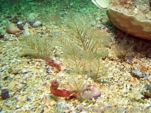 Halecium halecinum | DORIS