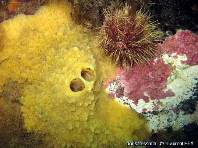 Halichondria (Eumastia) sitiens | DORIS