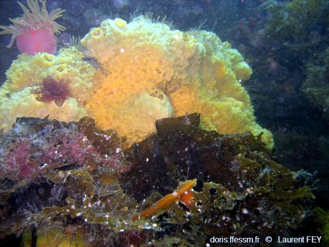 Halichondria (Eumastia) sitiens | DORIS
