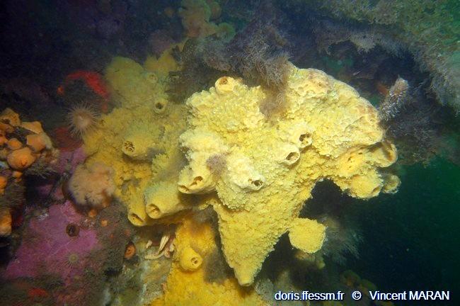 Halichondria (Eumastia) sitiens | DORIS