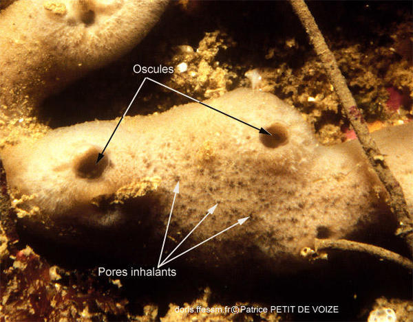 Haliclona (Haliclona) simulans | DORIS