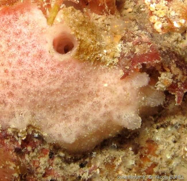 Haliclona (Gellius) fibulata | DORIS