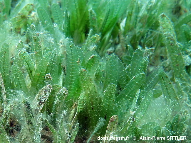 Halophila baillonis | DORIS