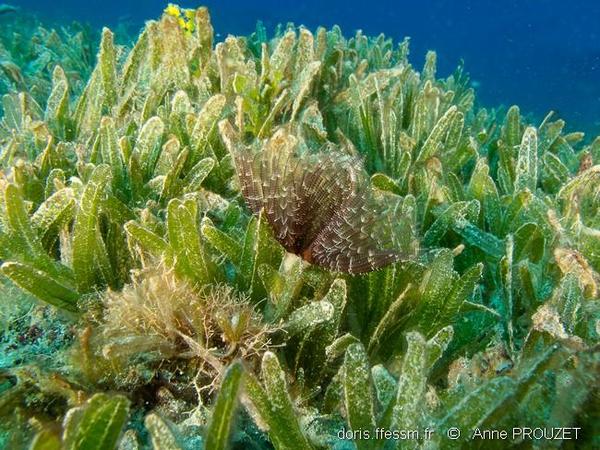 Halophila baillonis | DORIS