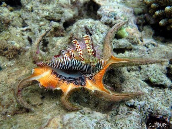 Harpago arthriticus | DORIS