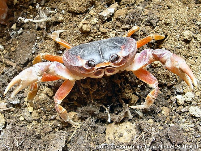 Hartnollius lateralis | DORIS
