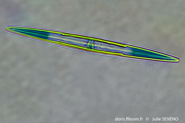 Haslea ostrearia | DORIS