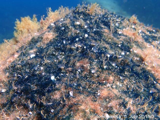 Haslea provincialis | DORIS