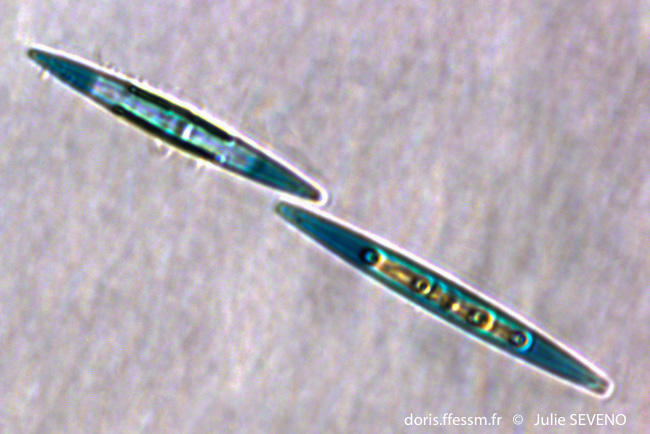 Haslea provincialis | DORIS