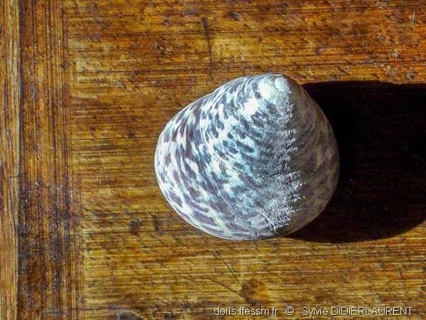 Phorcus turbinatus | DORIS