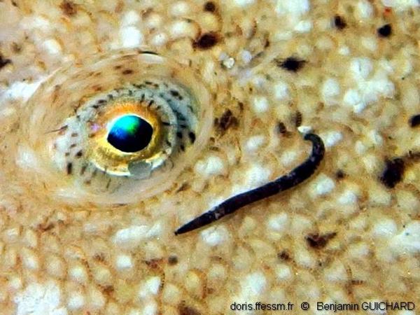 Hemibdella soleae | DORIS