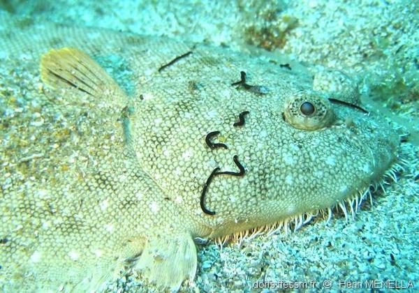 Hemibdella soleae | DORIS