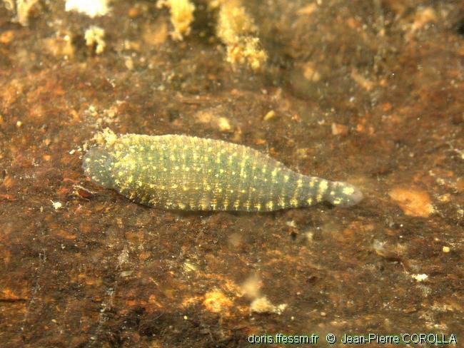 Hemiclepsis marginata | DORIS