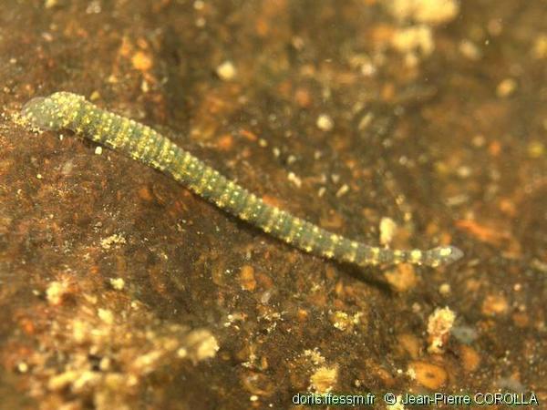 Hemiclepsis marginata | DORIS