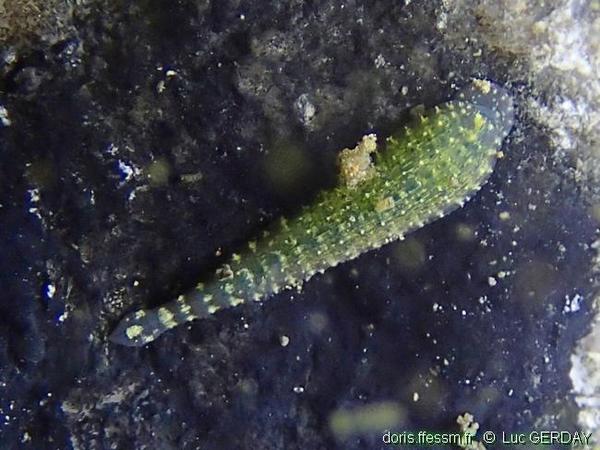 Hemiclepsis marginata | DORIS