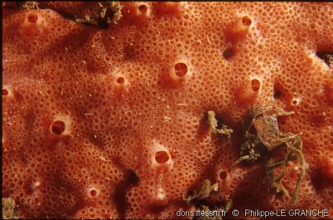 Hemimycale columella | DORIS