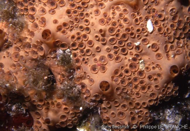Hemimycale columella | DORIS