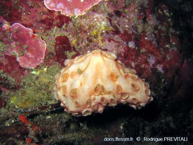 Hemimycale columella | DORIS