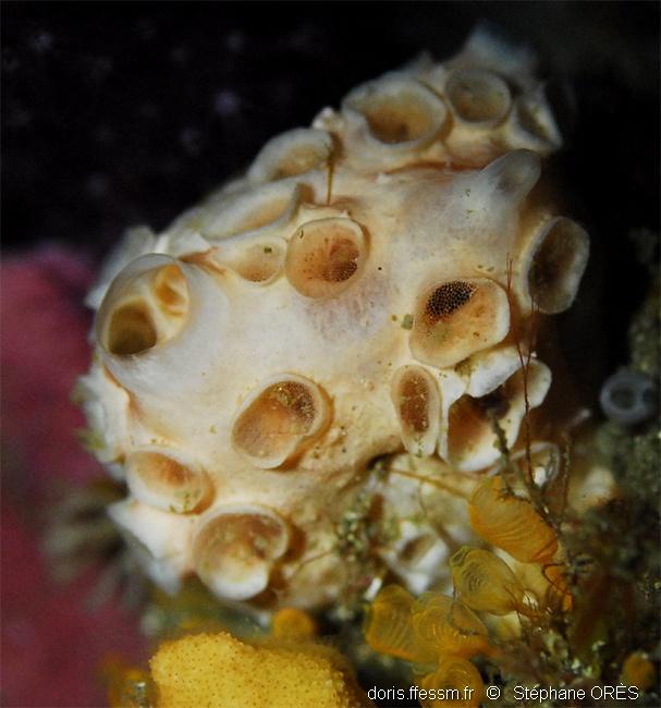 Hemimycale columella | DORIS