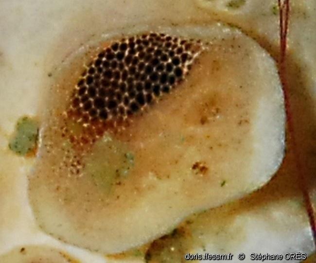 Hemimycale columella | DORIS