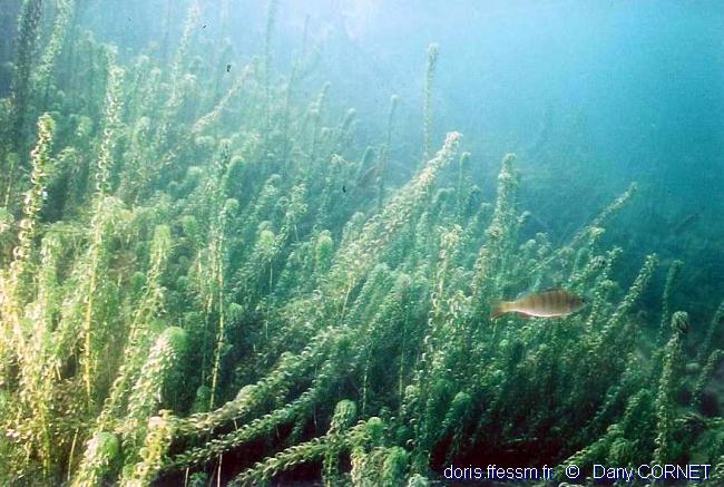 Elodea nuttallii | DORIS