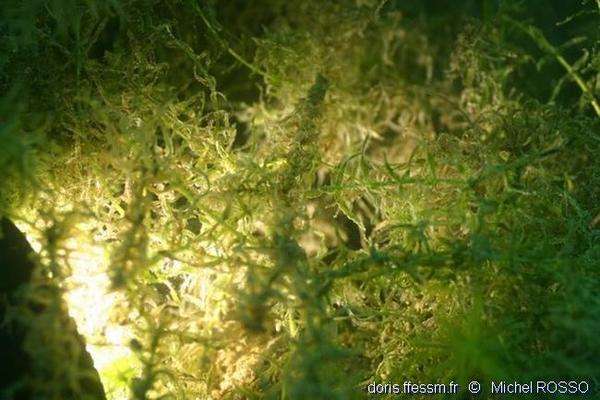 Elodea canadensis | DORIS