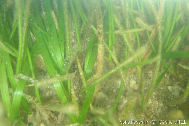 Halodule uninervis | DORIS