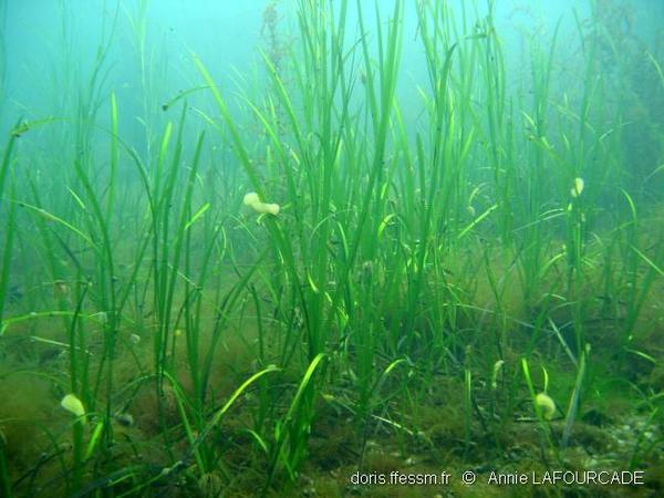 Zostera noltei | DORIS
