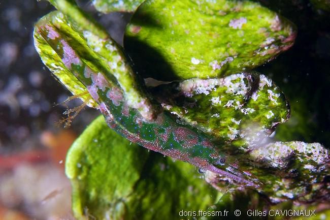 Hippolyte inermis | DORIS