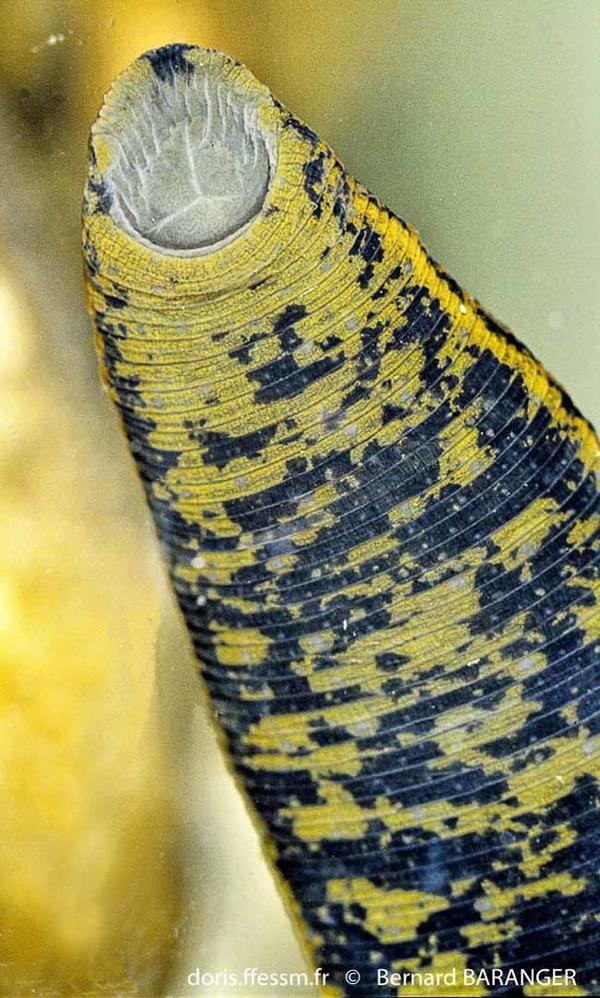 Hirudo medicinalis | DORIS