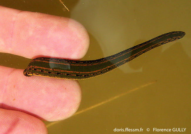 Hirudo medicinalis | DORIS