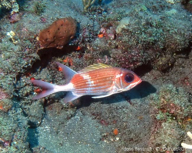 Holocentrus adscensionis | DORIS