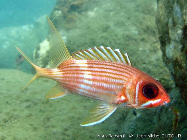 Holocentrus rufus | DORIS