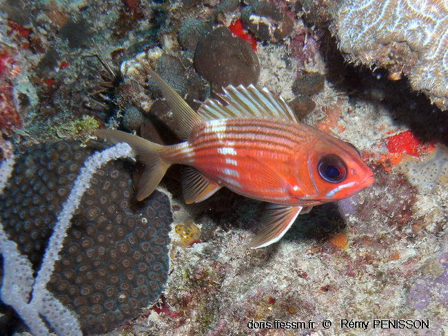 Holocentrus rufus | DORIS